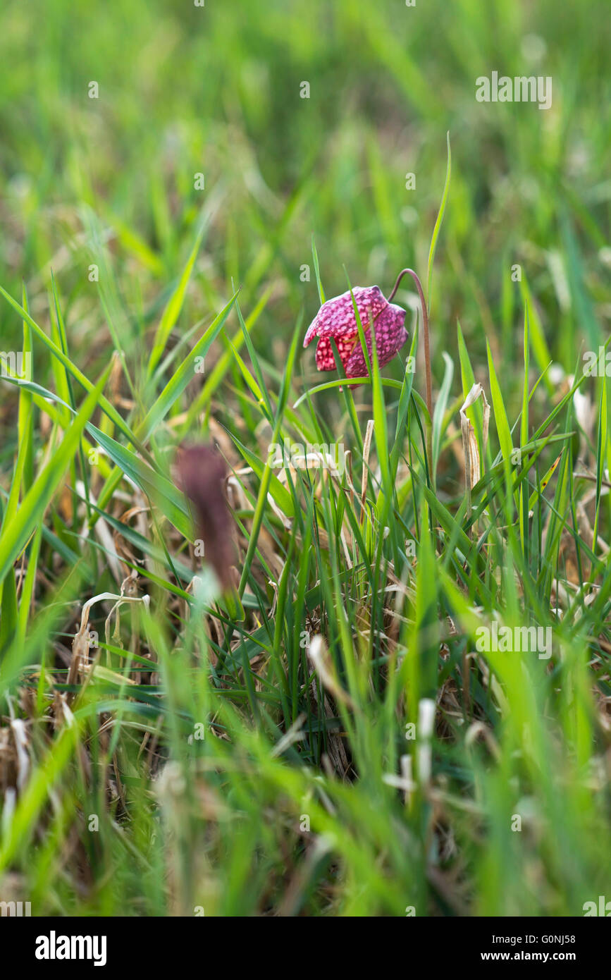 Incredible snakes head flower Stock Photo - Alamy