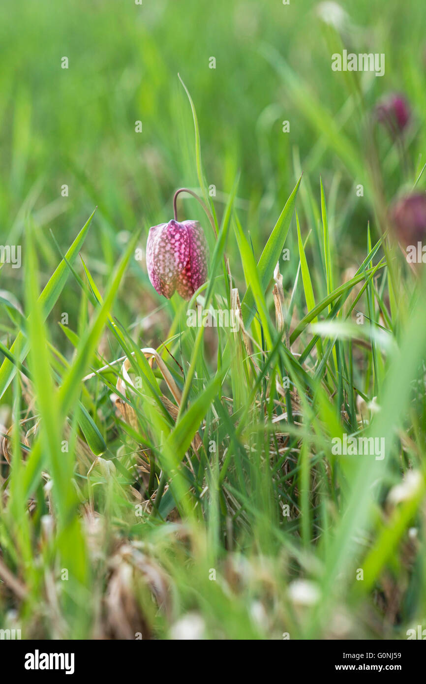 Incredible snakes head flower Stock Photo - Alamy