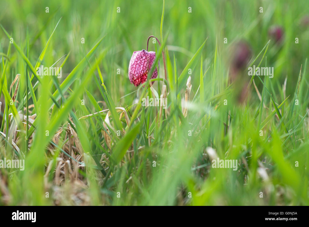 Incredible snakes head flower Stock Photo - Alamy