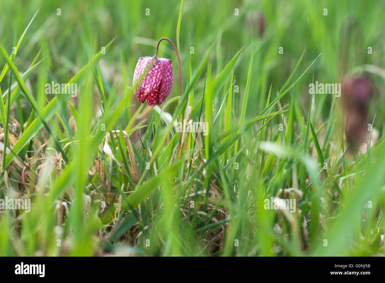Incredible snakes head flower Stock Photo - Alamy