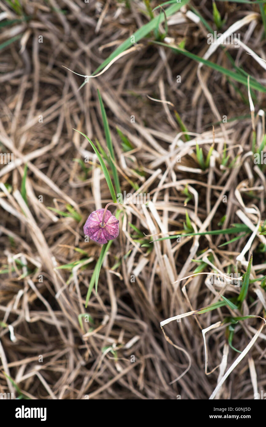 Incredible snakes head flower Stock Photo - Alamy