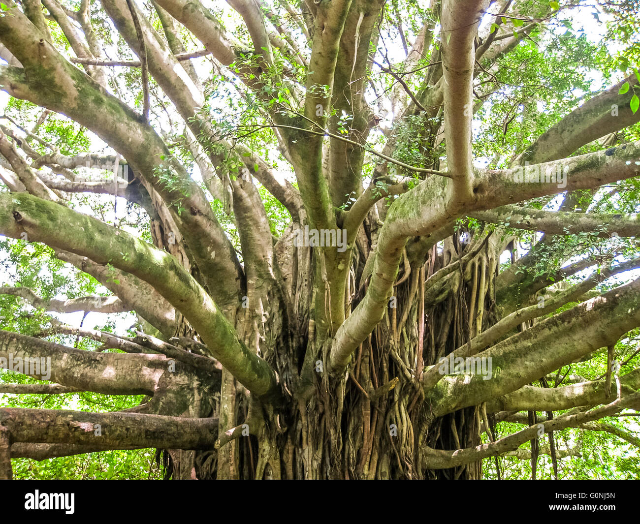 Rain forest tree Stock Photo - Alamy