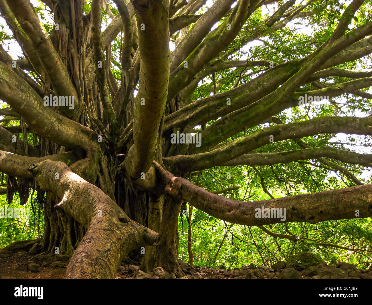 American foliage forest hi-res stock photography and images - Alamy
