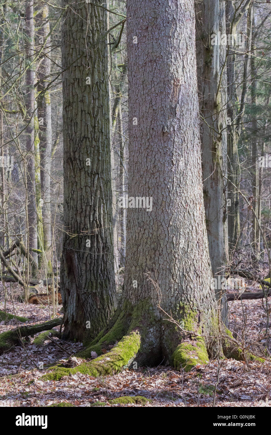 Old spruce forest hi-res stock photography and images - Alamy