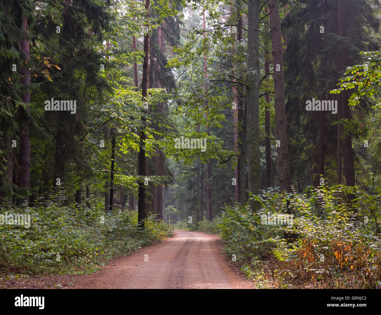 Deciduous stand of Bialowieza Forest in sunny fall morning and ground ...