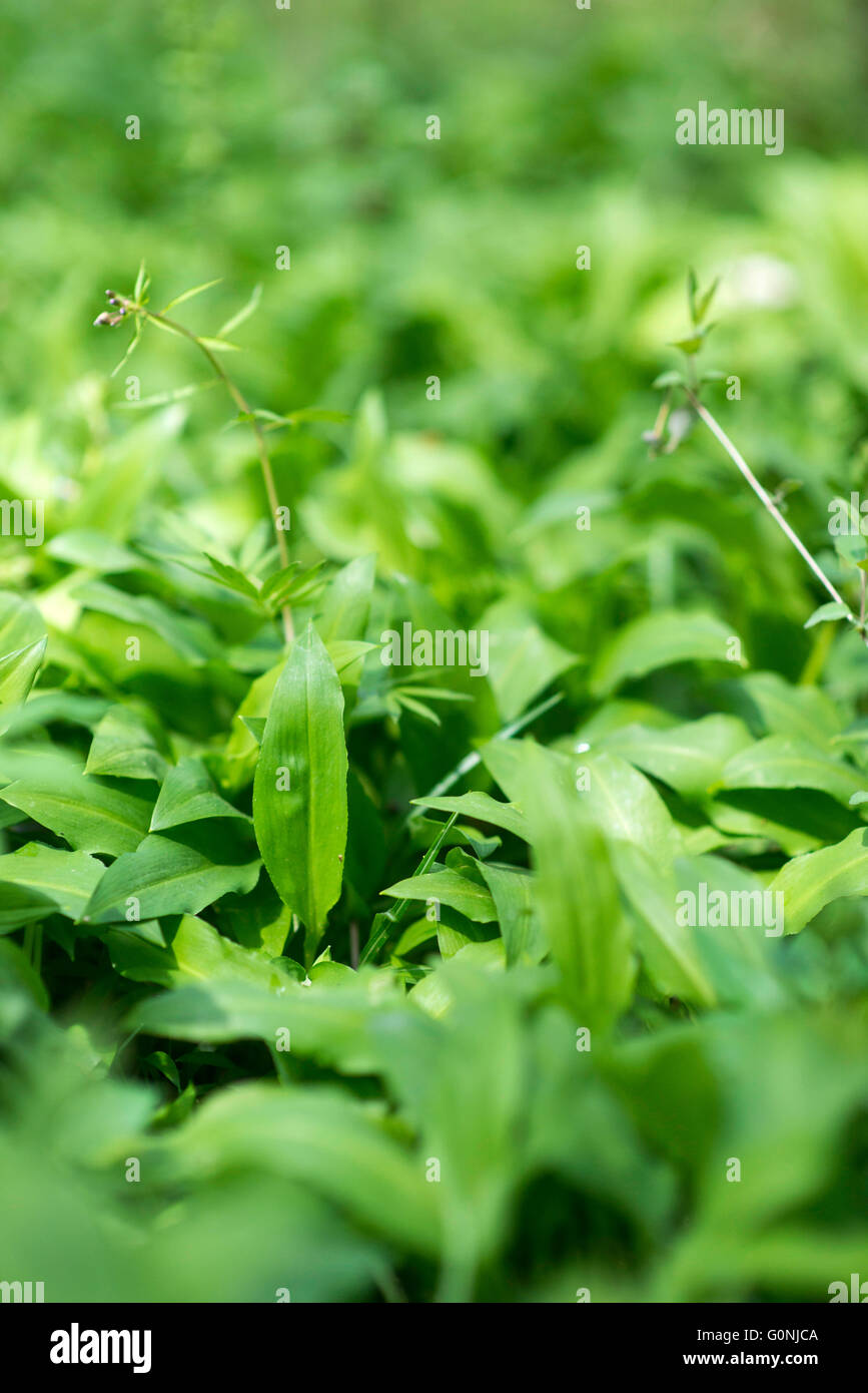 Wild garlic stem hi-res stock photography and images - Alamy