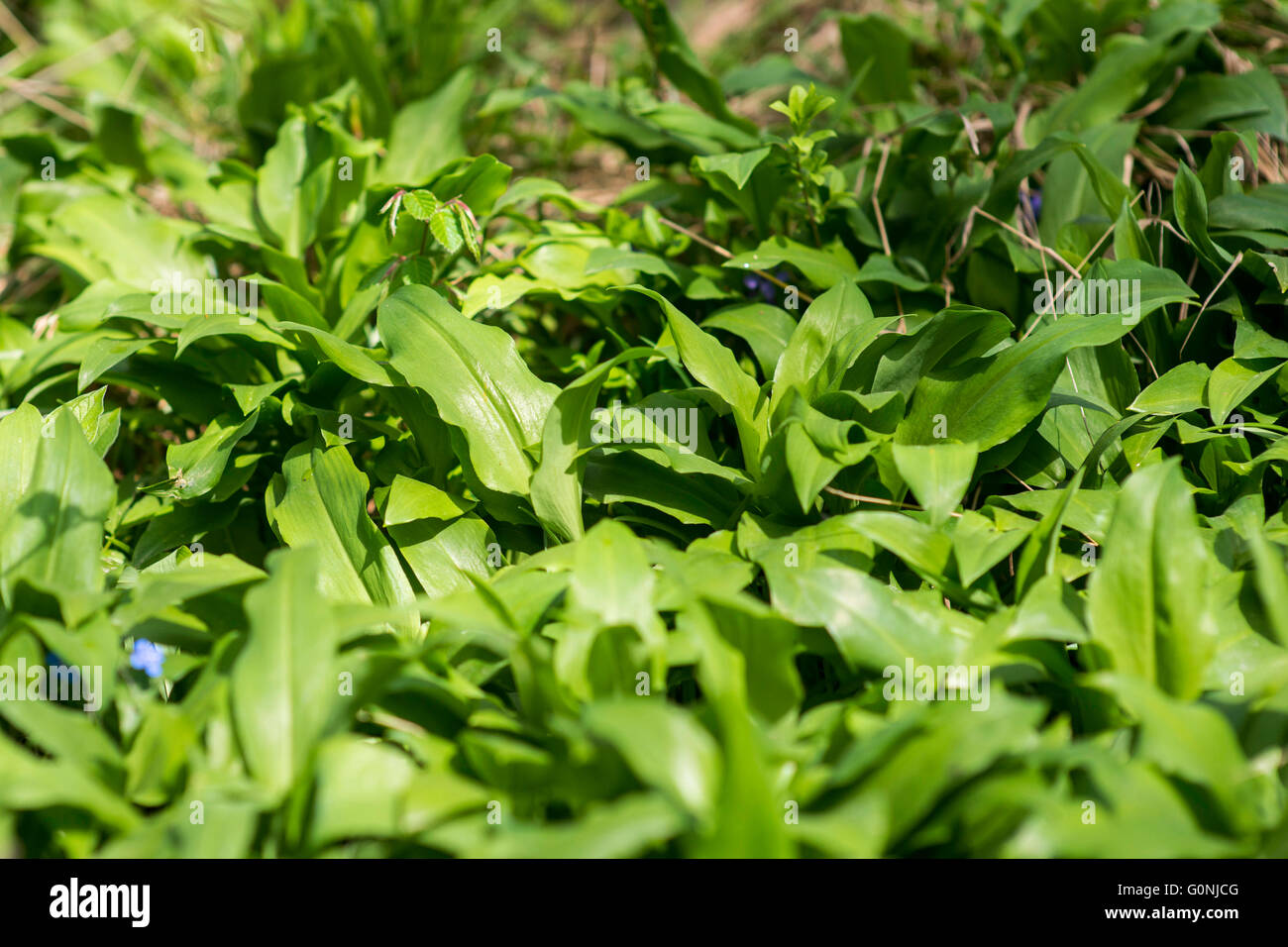 Wild garlic stem hi-res stock photography and images - Alamy