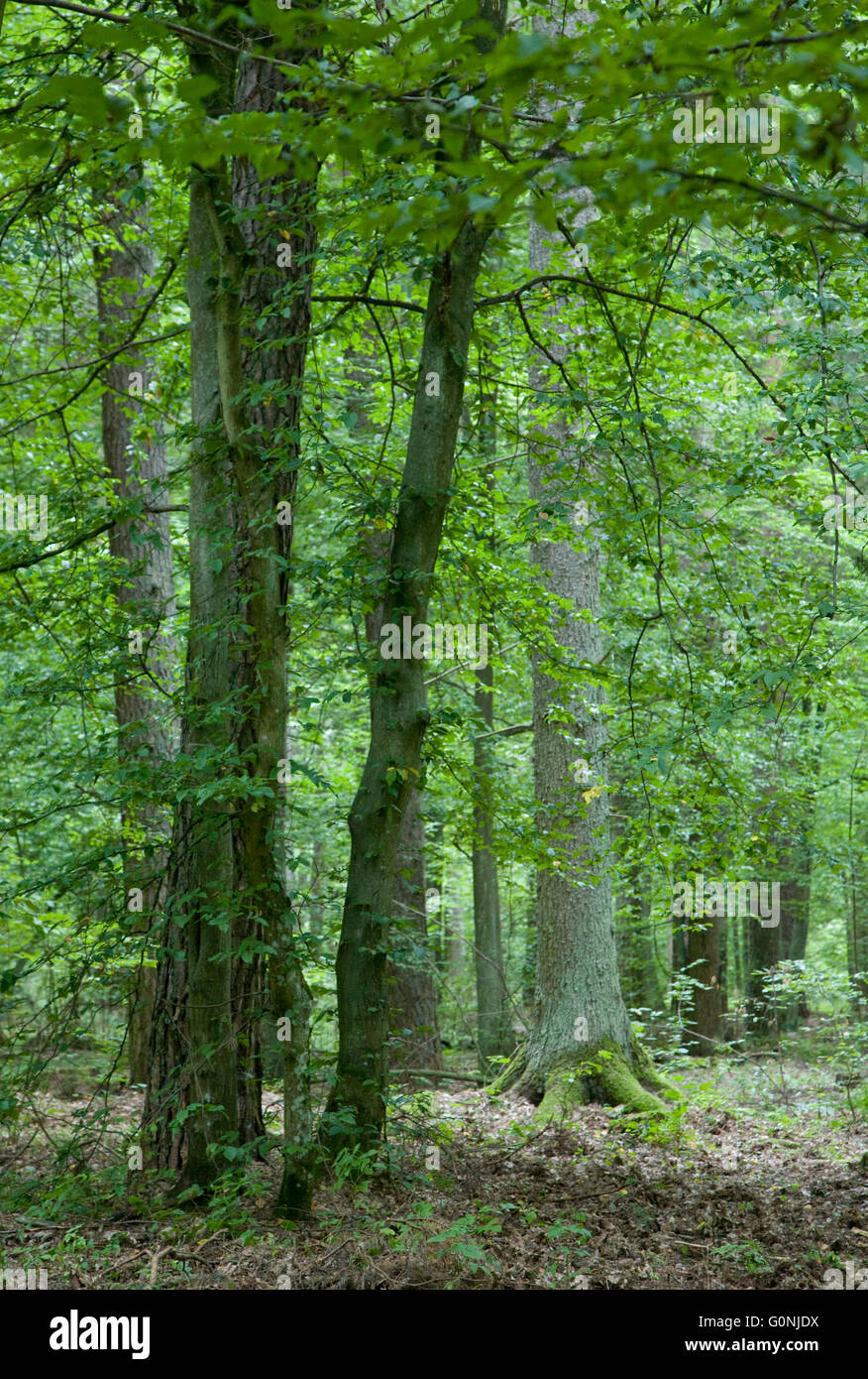 Monumental old trees in summertime Bialowieza Forest stand,Bialowieza ...