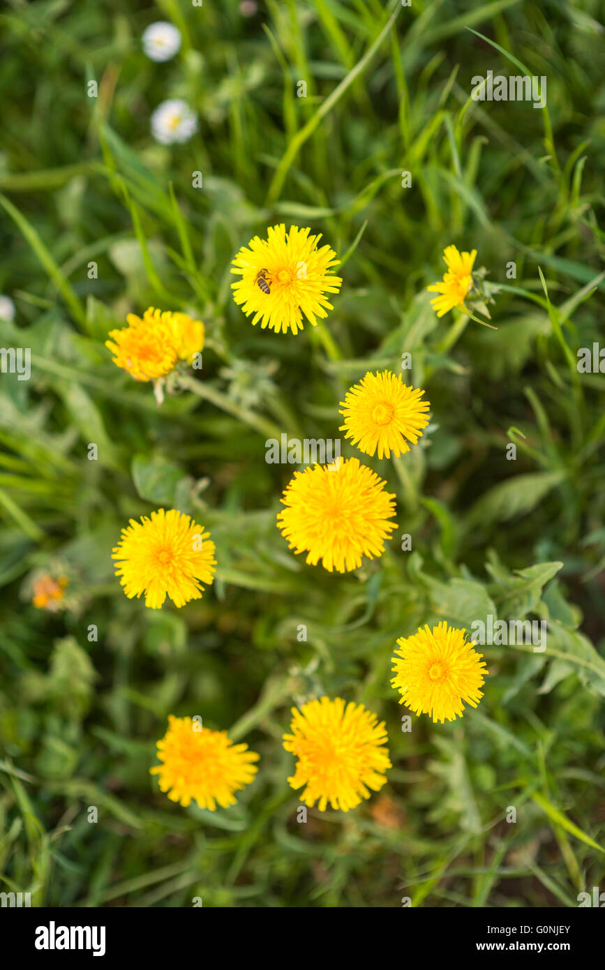 Blossom dandelion hi-res stock photography and images - Alamy