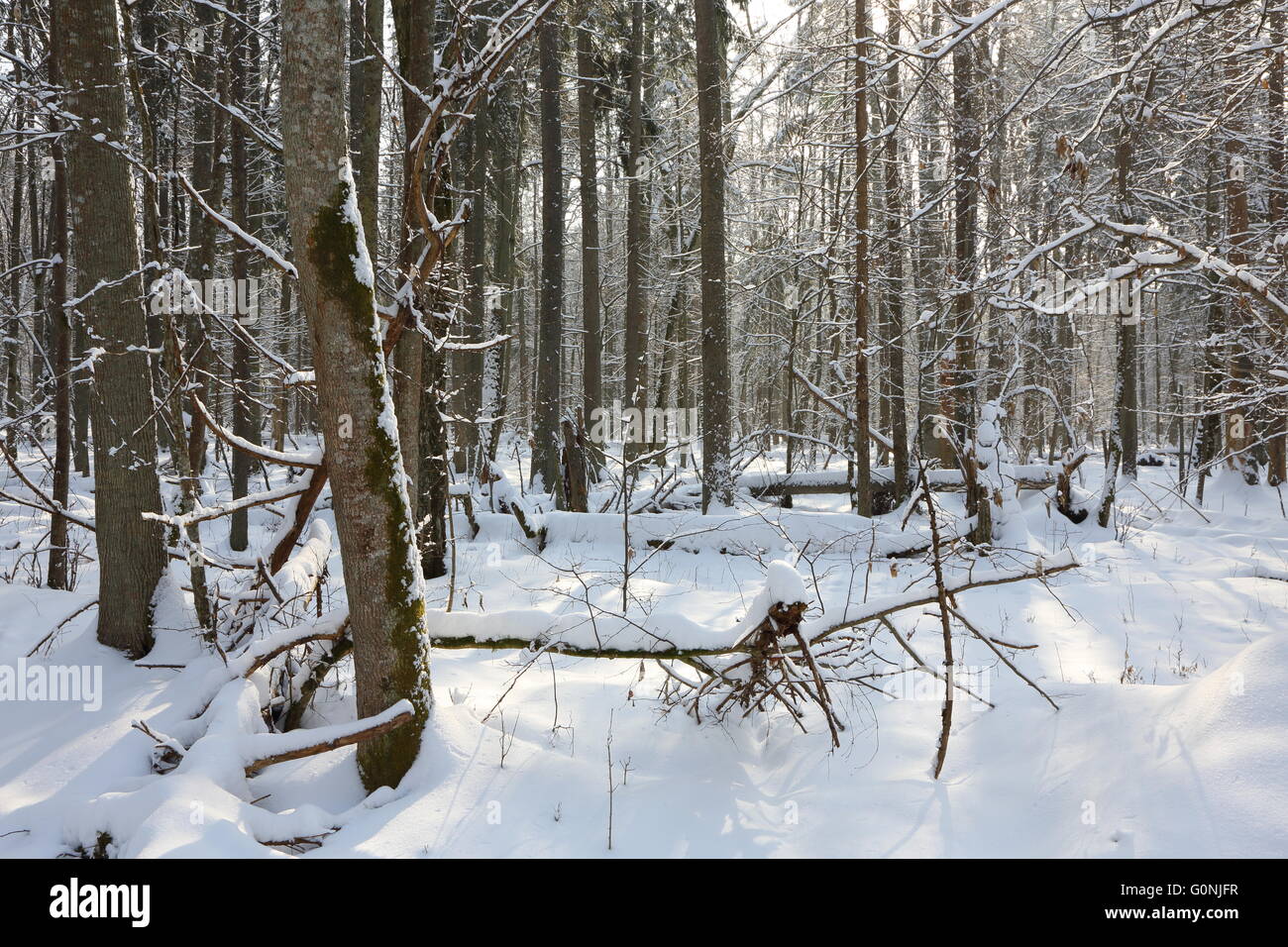 Snowfall after deciduous stand in morning with snow wrapped trees and ...