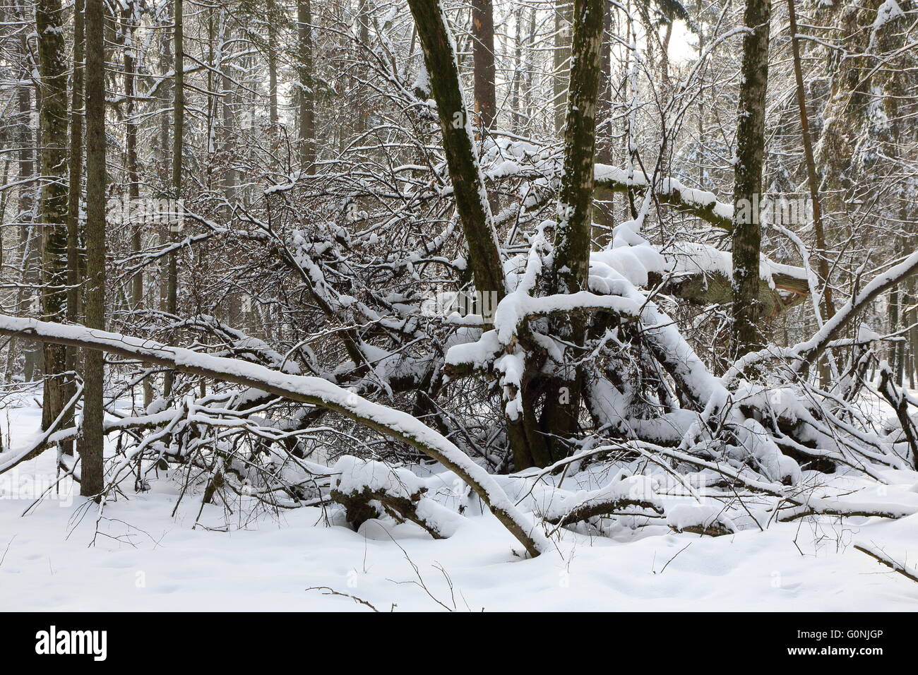 Snowfall after deciduous stand in morning with snow wrapped trees and ...