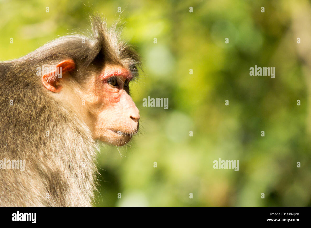 Portrait of a staring adult Bonnet Macaque (Macaca Radiata) monkey in ...