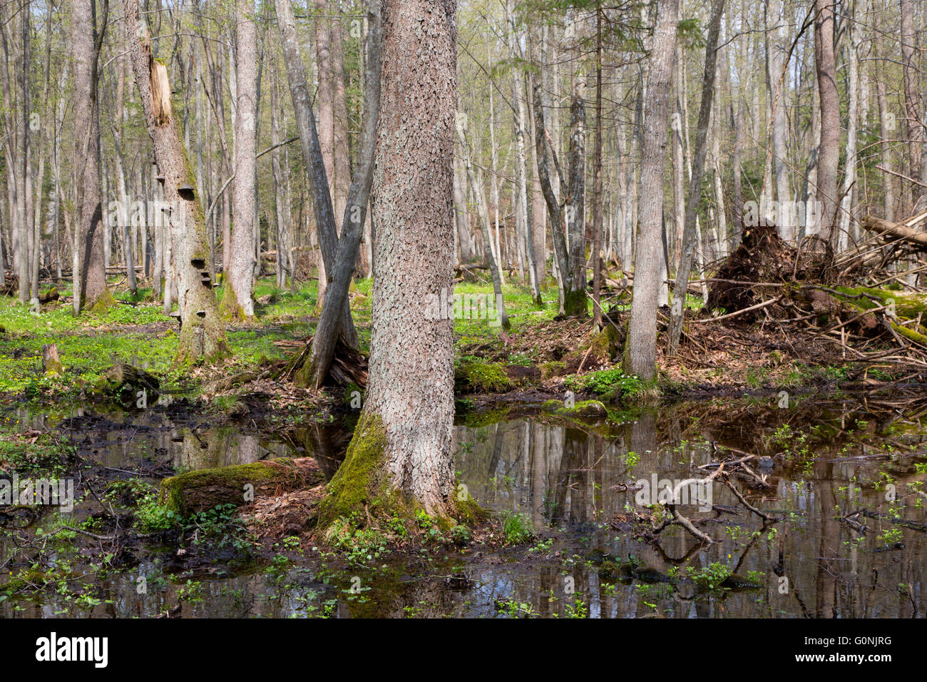 Fresh deciduous stand with old alder tree in foreground and broken one ...