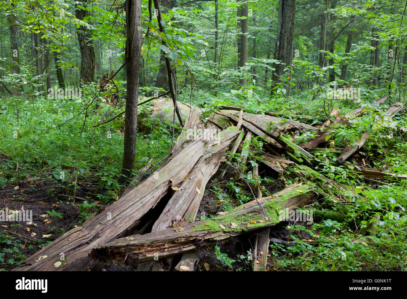 Partly declined spruce tree lying among deciduous trees of summertime ...