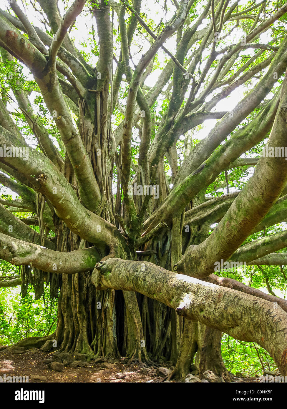 Trees of rain forest Stock Photo - Alamy
