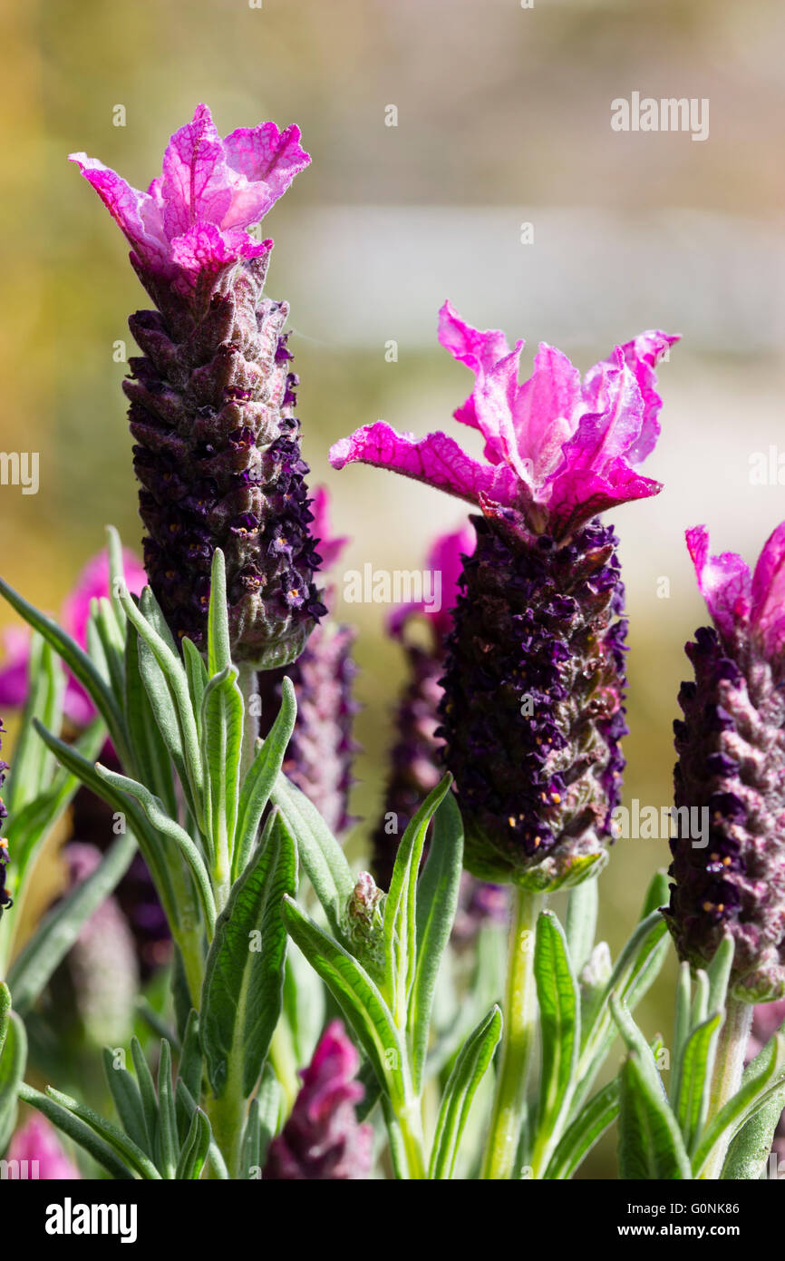 Lavender Anouk High Resolution Stock Photography and Images - Alamy