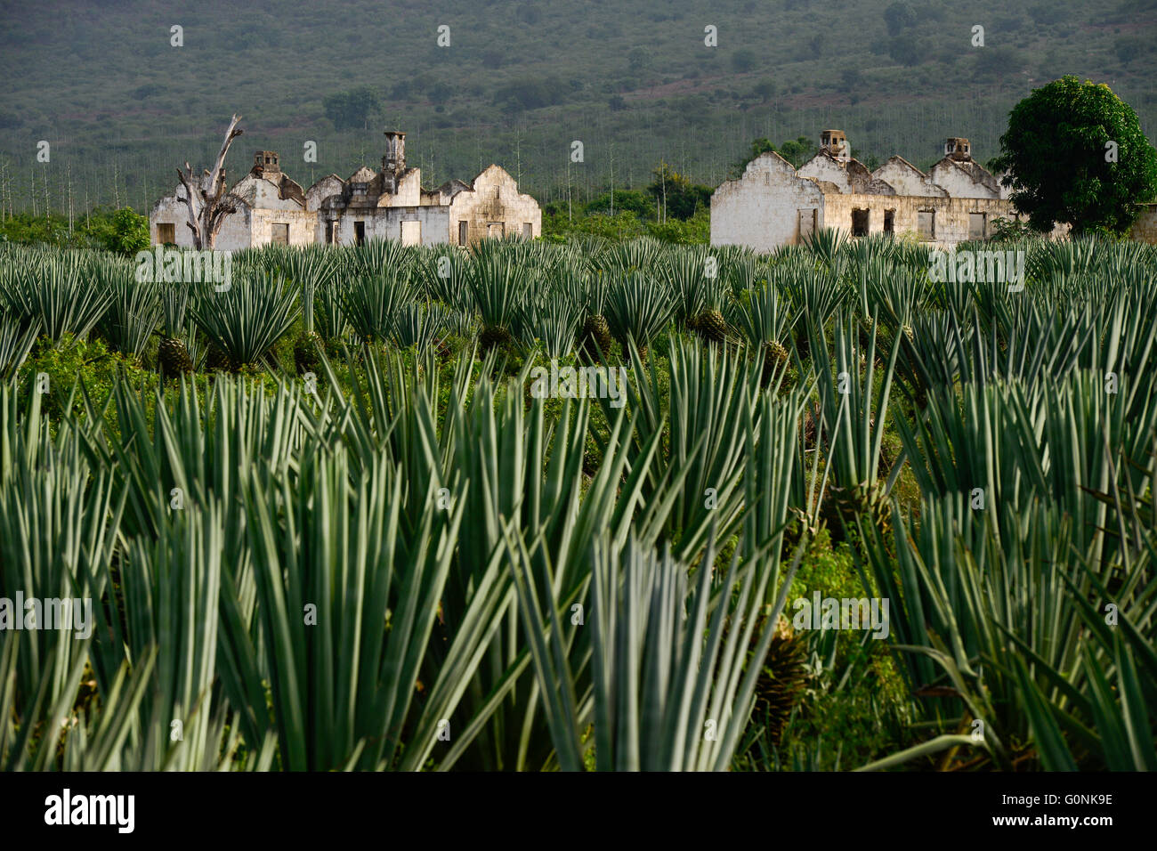 Tanzania tanga usambara mountains sisal hi-res stock photography and ...