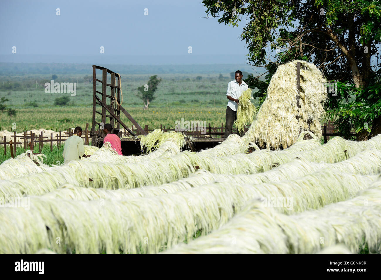 Sisal plantation in tanzania hi-res stock photography and images - Alamy