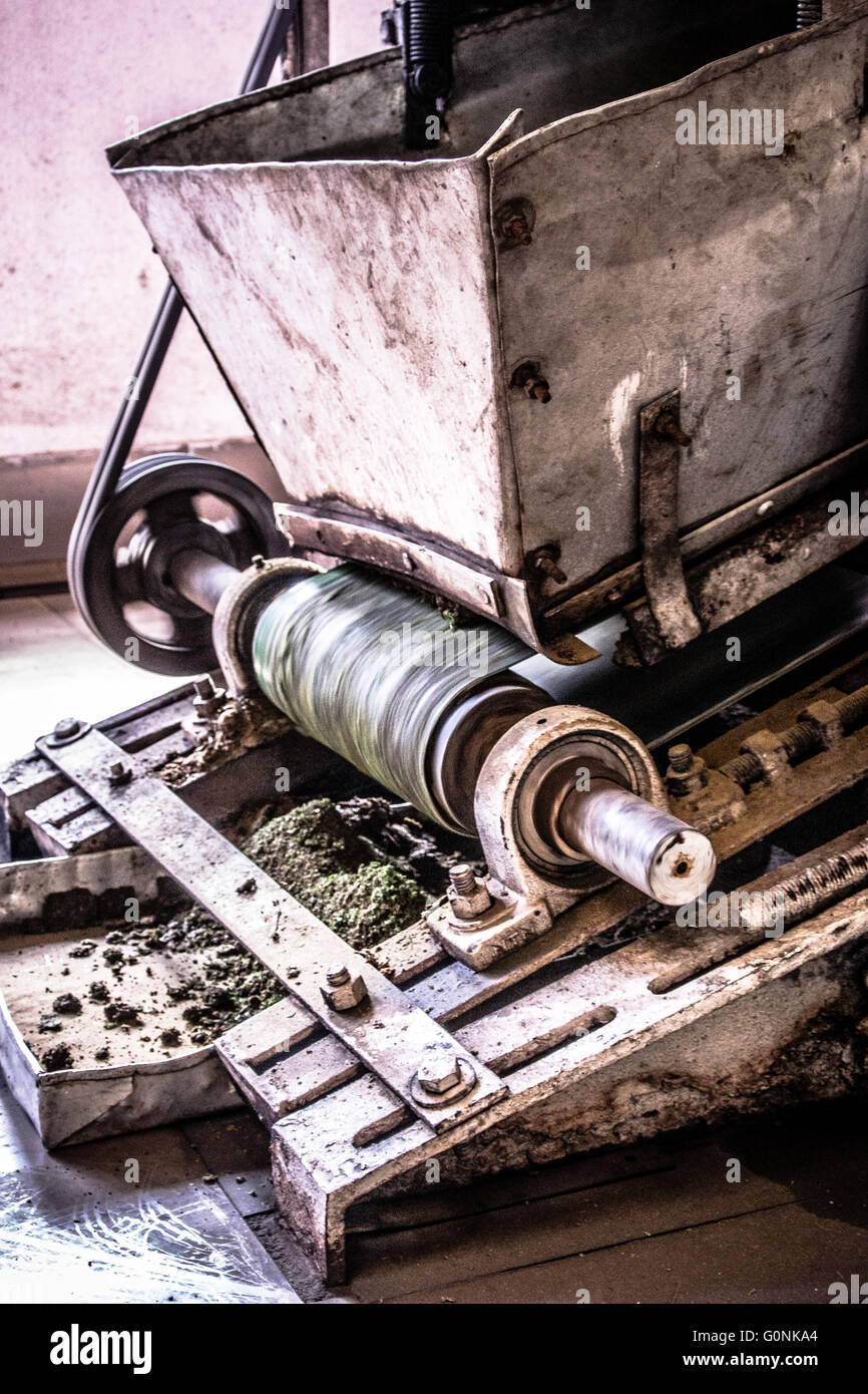 Crush tear curl tea leaves hi-res stock photography and images - Alamy