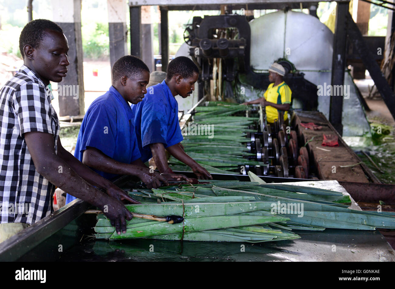 Sisalherstellung hi-res stock photography and images - Alamy