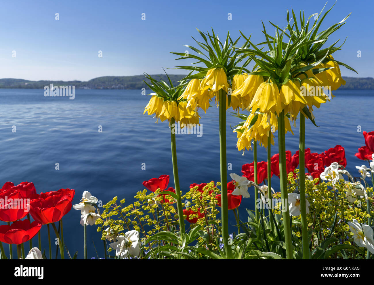 Imperial blue flower hi-res stock photography and images - Alamy