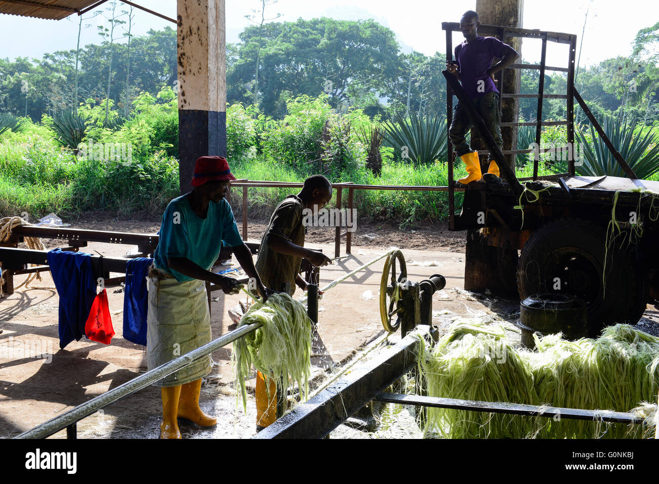 TANZANIA Tanga, Usambara Mountains, Sisal farming and industry, D.D ...