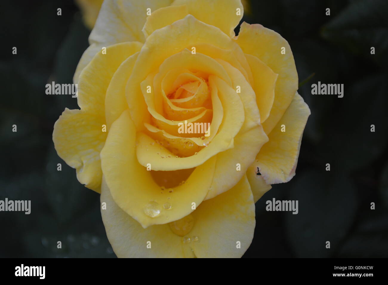 Rose and rain hi-res stock photography and images - Alamy