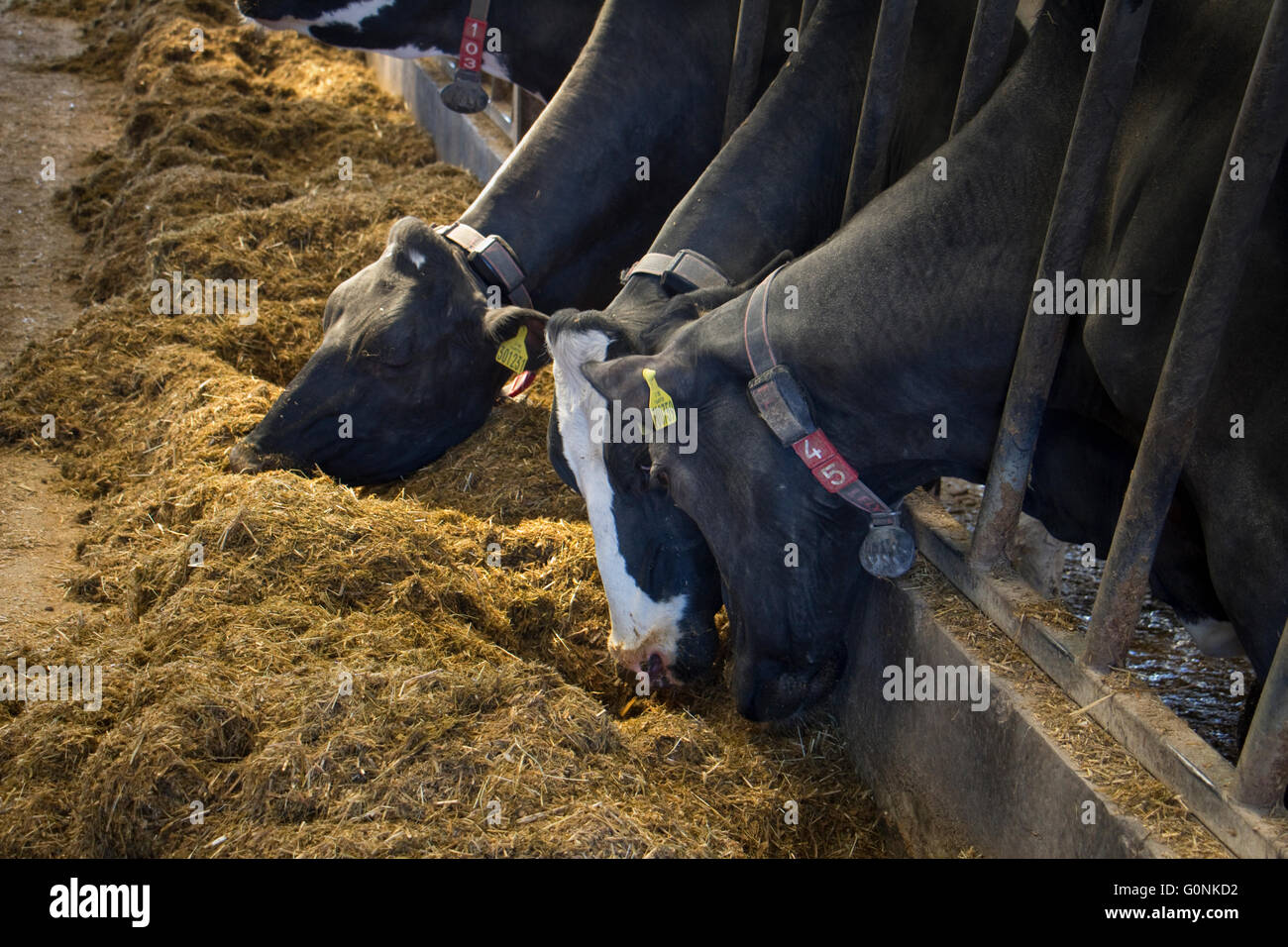 Holstein dairy cows eating grass silage indoors, England, UK Stock ...