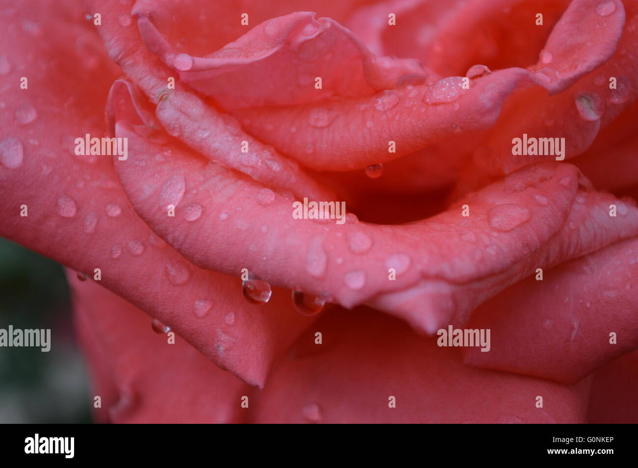pink rose in the rain Stock Photo - Alamy