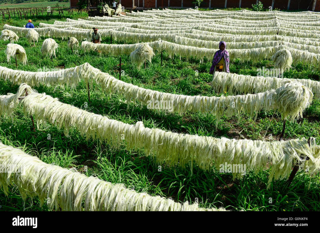 Sisal plantation in tanzania hi-res stock photography and images - Alamy