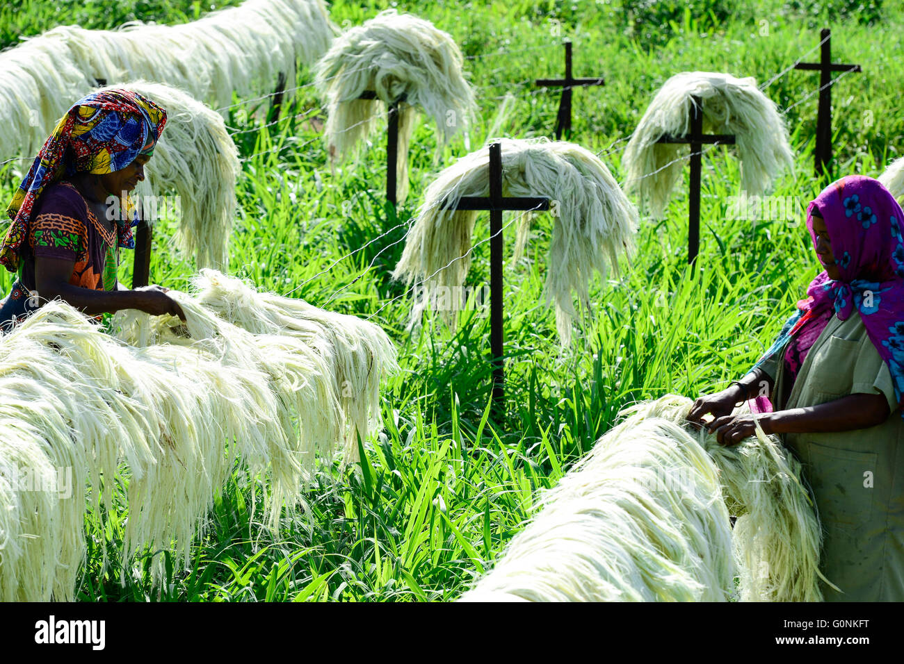 Sisal plantation in tanzania africa hi-res stock photography and images ...