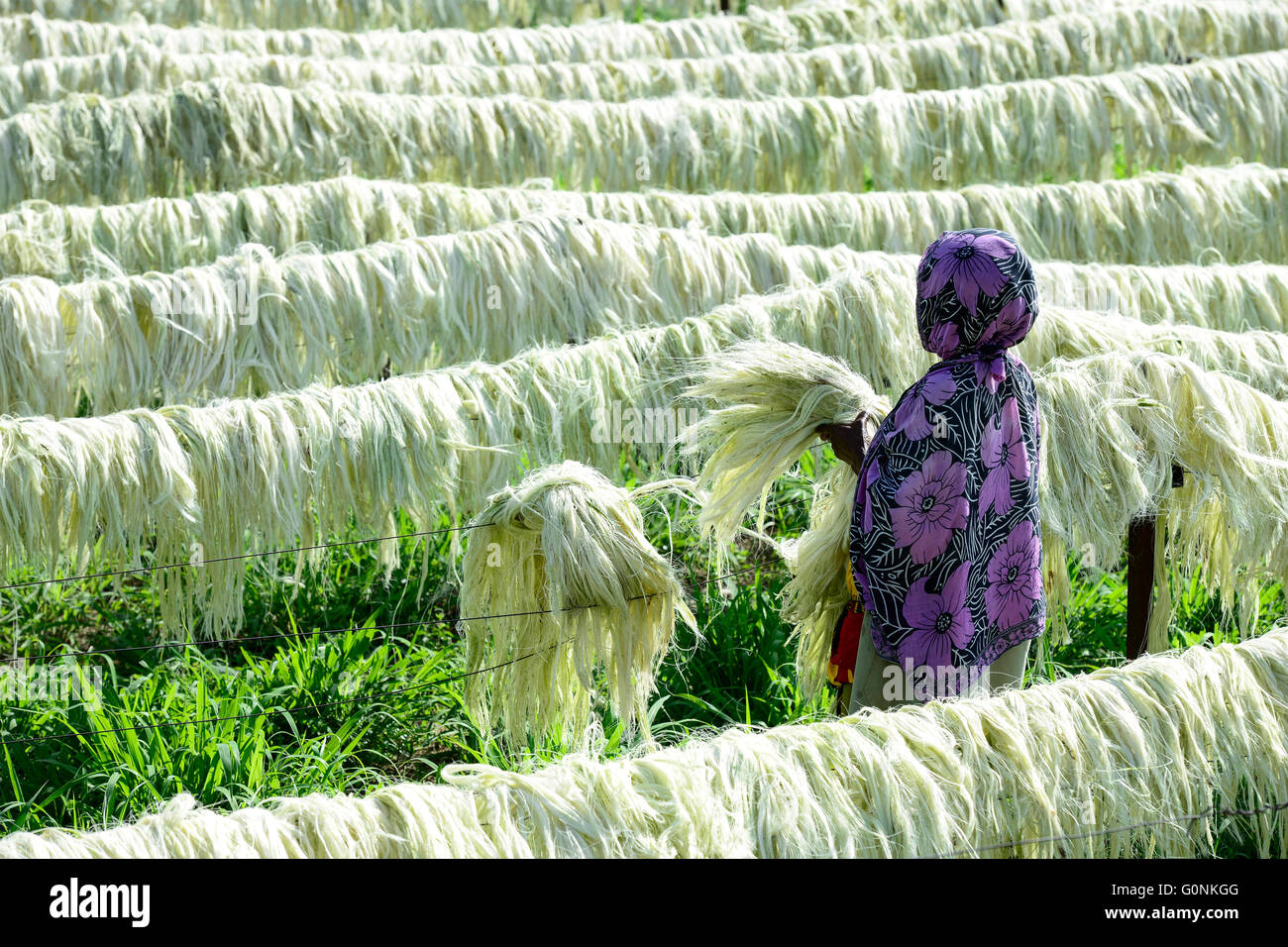 TANZANIA Tanga, Usambara Mountains, Sisal farming and industry, D.D ...
