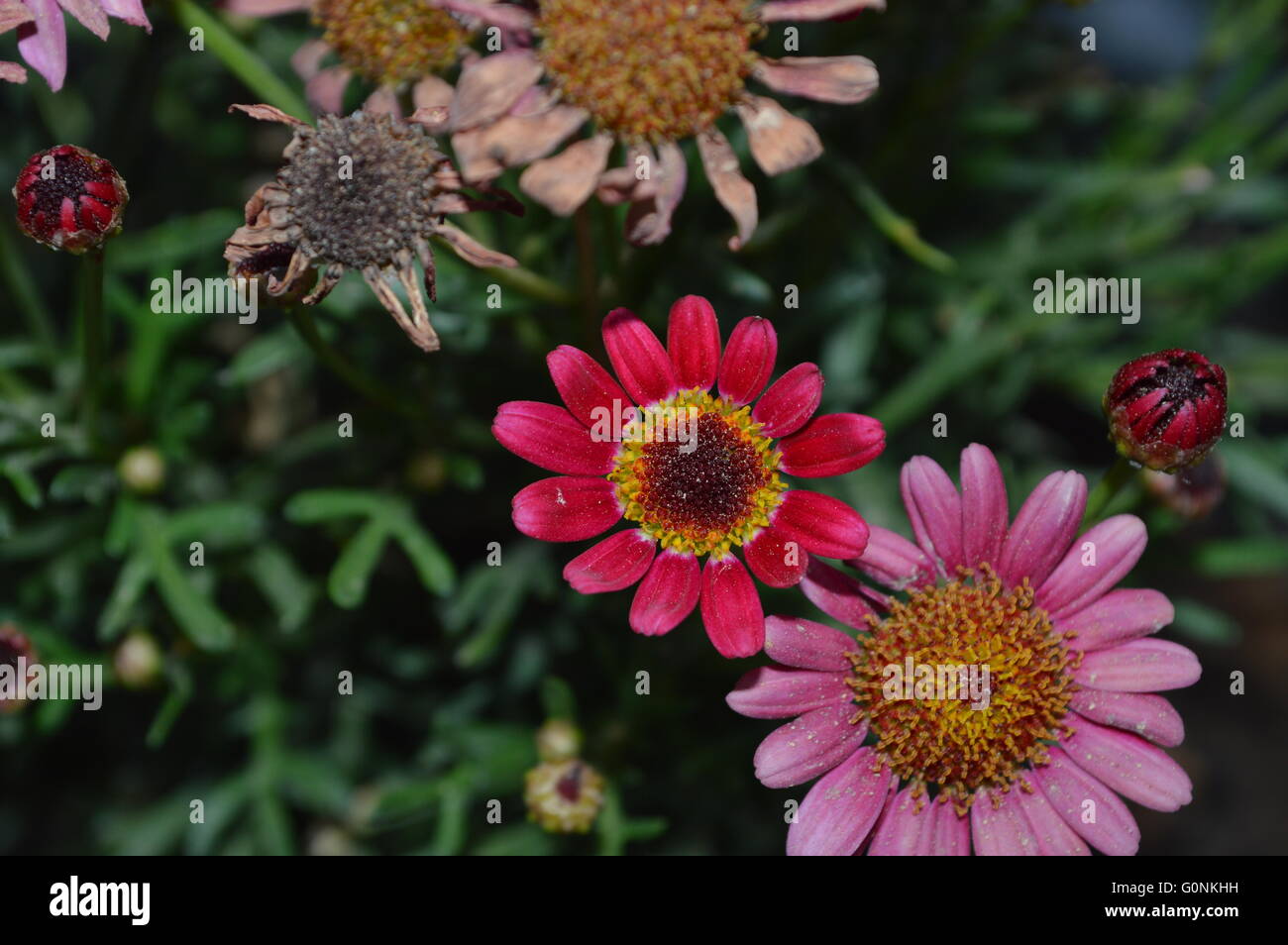Red flower at night hi-res stock photography and images - Alamy