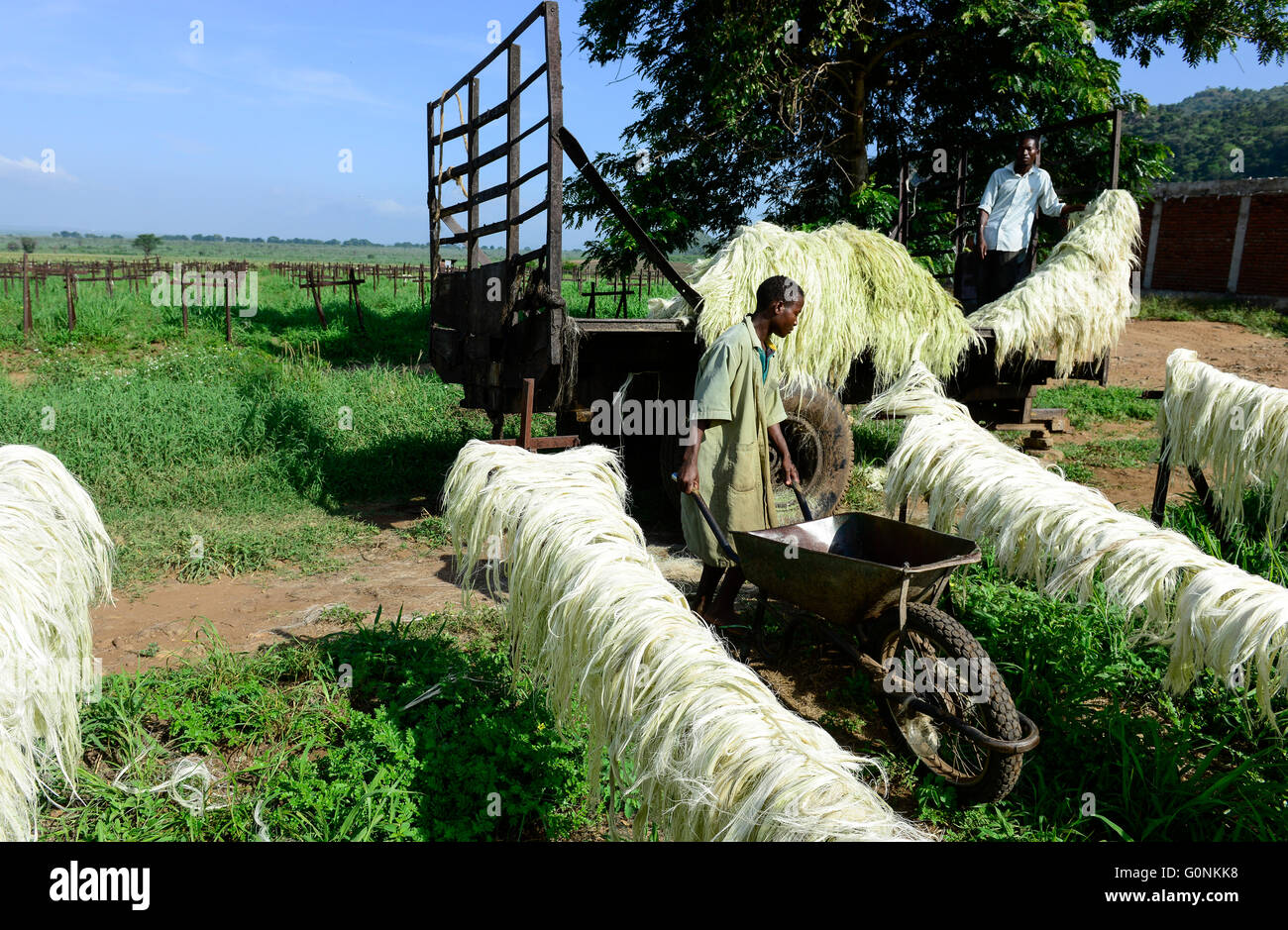 Sisal plantation in tanga hi-res stock photography and images - Alamy