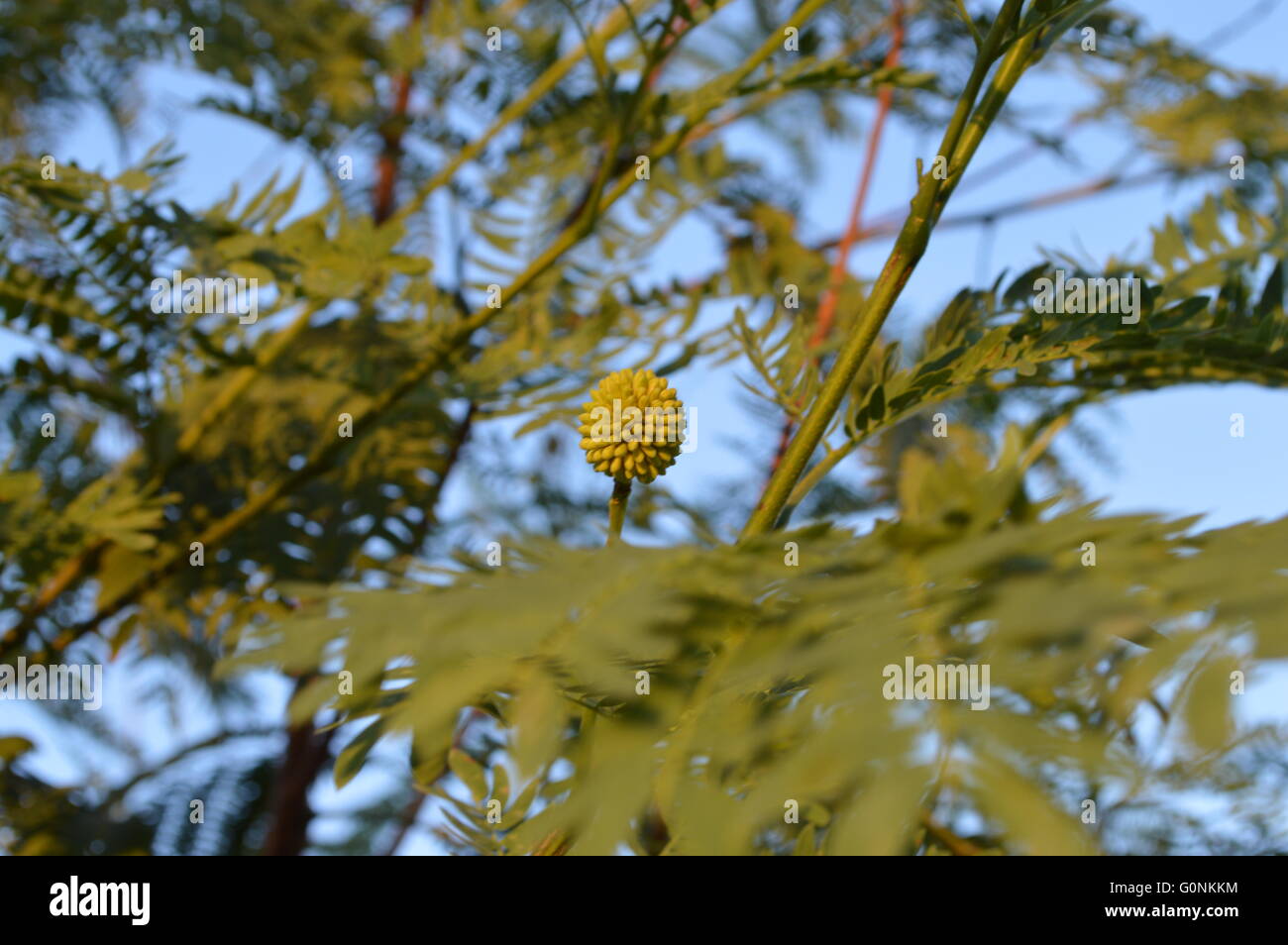Sprout tree hi-res stock photography and images - Alamy