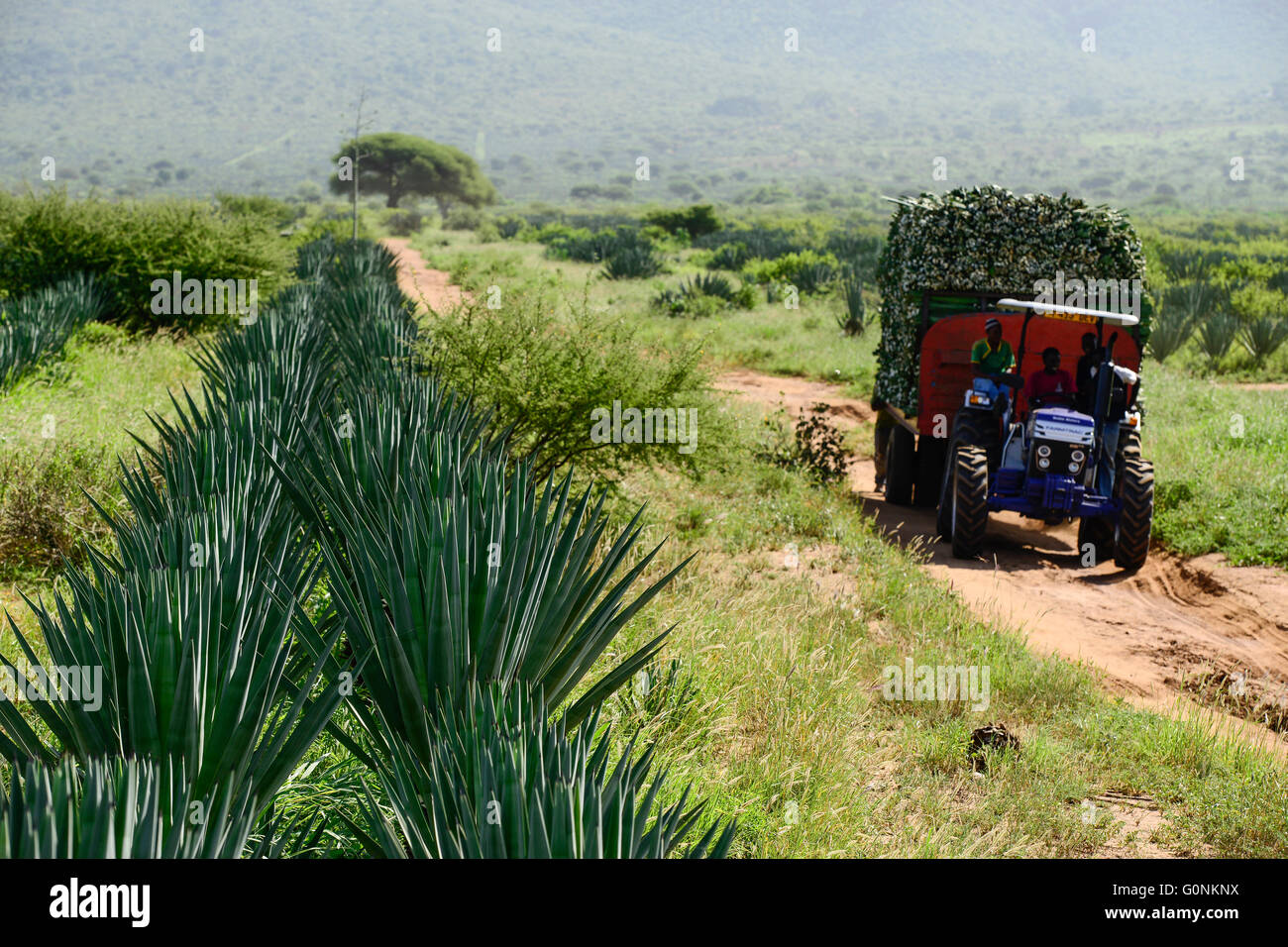 TANZANIA Tanga, Usambara Mountains, Sisal farming and industry, D.D ...