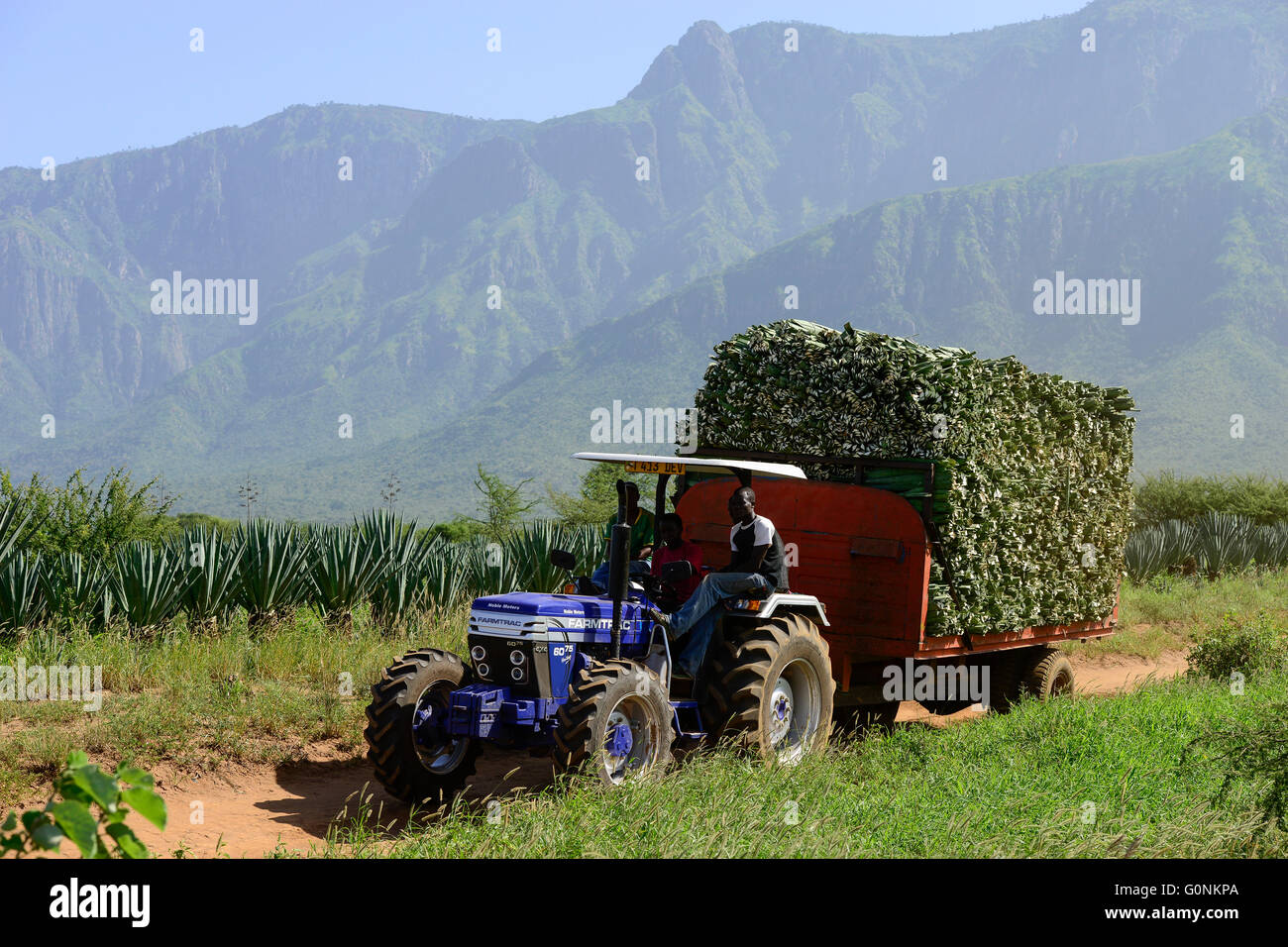 TANZANIA Tanga, Usambara Mountains, Sisal farming and industry, D.D ...