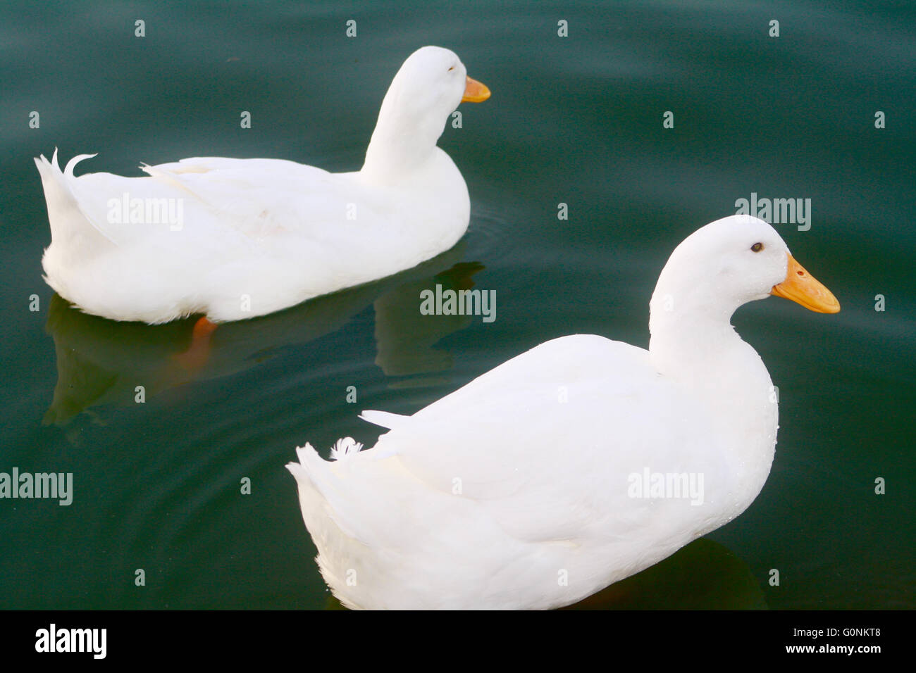White ducks in water hi-res stock photography and images - Alamy
