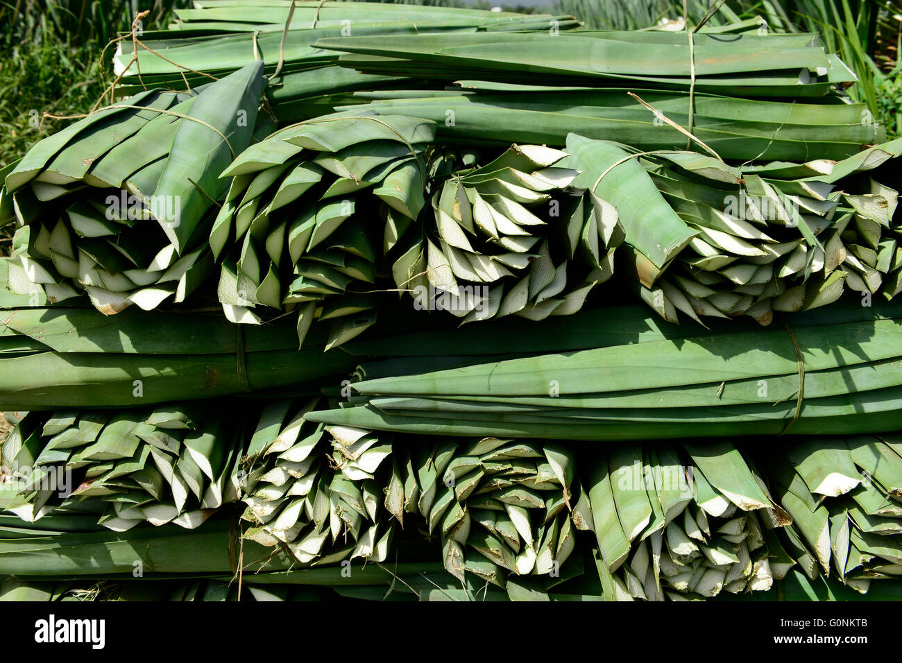 Sisal Harvest High Resolution Stock Photography and Images - Alamy