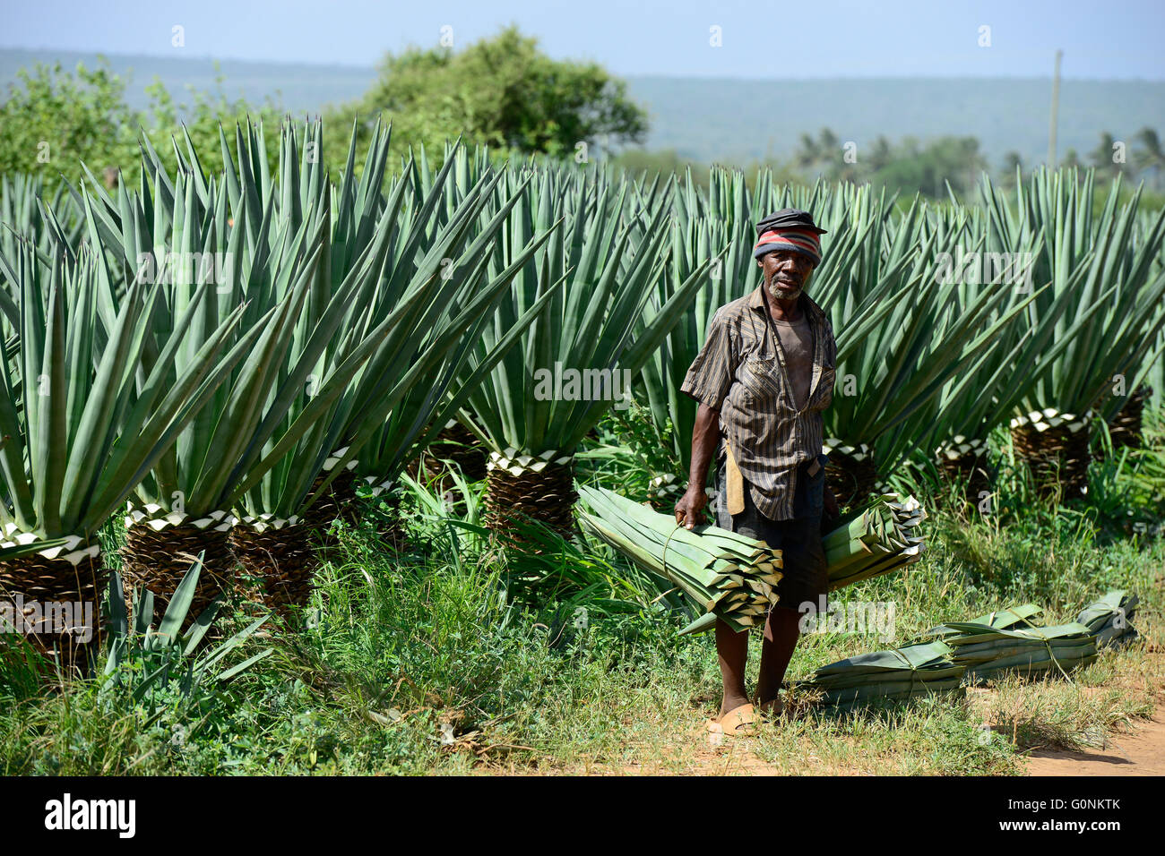 TANZANIA Tanga, Usambara Mountains, Sisal farming and industry, D.D ...