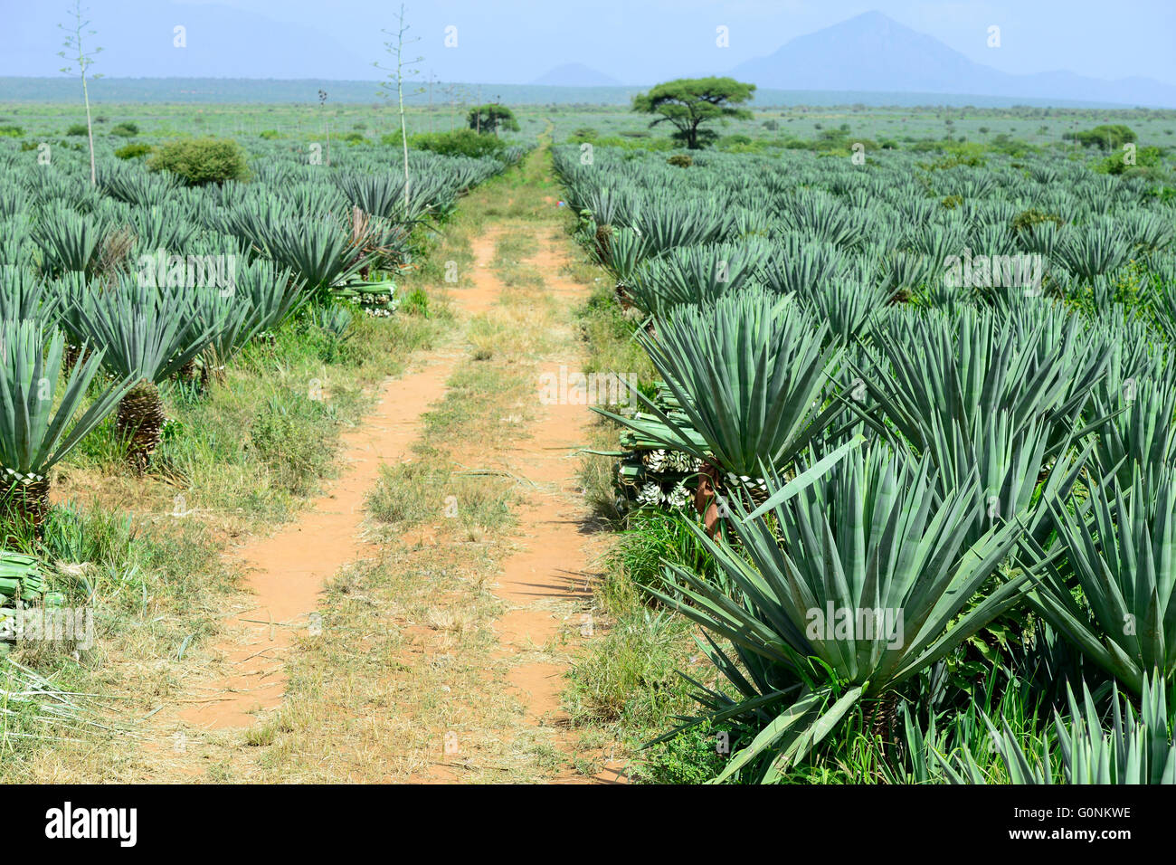TANZANIA Tanga, Usambara Mountains, Sisal farming and industry, D.D ...