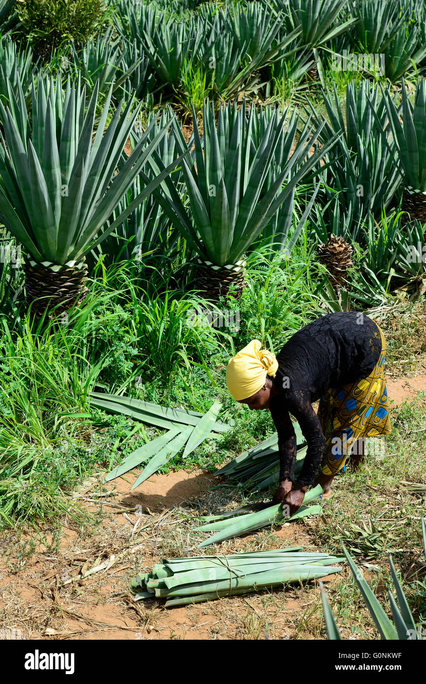 Tanzania tanga usambara mountains sisal hi-res stock photography and ...
