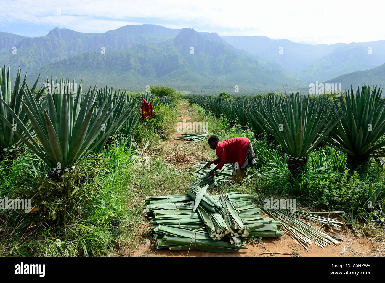 TANZANIA Tanga, Usambara Mountains, Sisal farming and industry, D.D ...