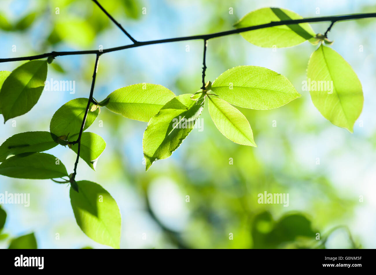 fresh spring leaves in forest Stock Photo - Alamy