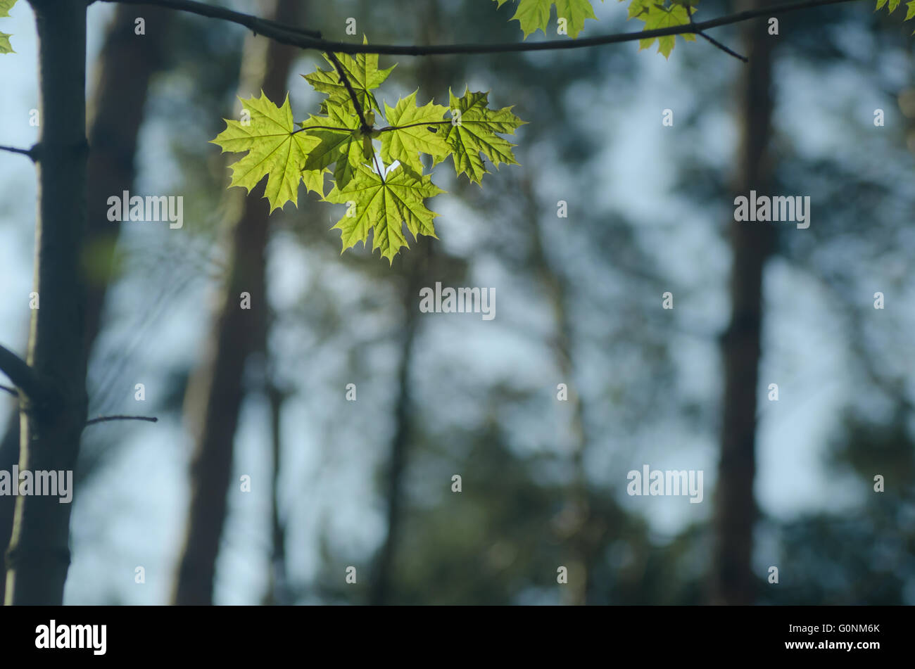 Spring leaves hi-res stock photography and images - Alamy