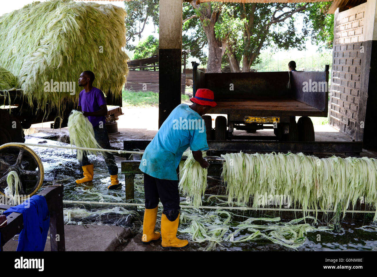 TANZANIA Tanga, Usambara Mountains, Sisal farming and industry, D.D ...
