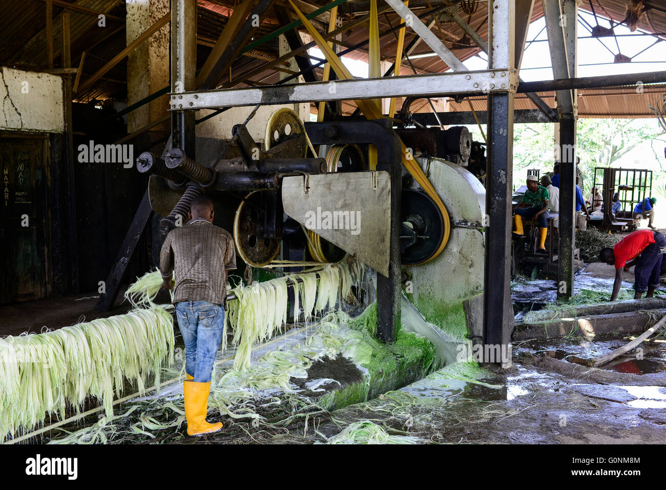 TANZANIA Tanga, Usambara Mountains, Sisal farming and industry, D.D ...