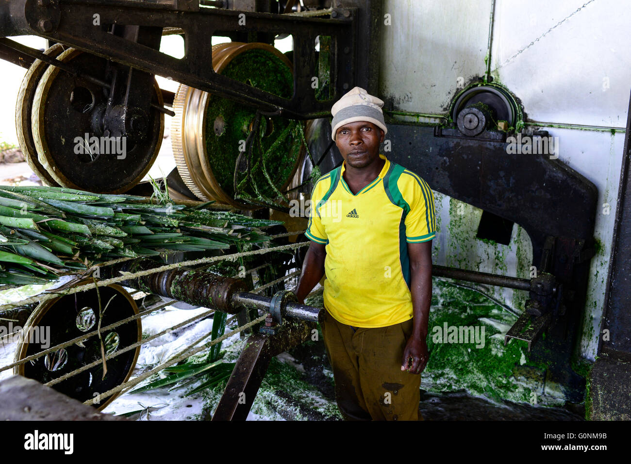TANZANIA Tanga, Usambara Mountains, Sisal farming and industry, D.D ...