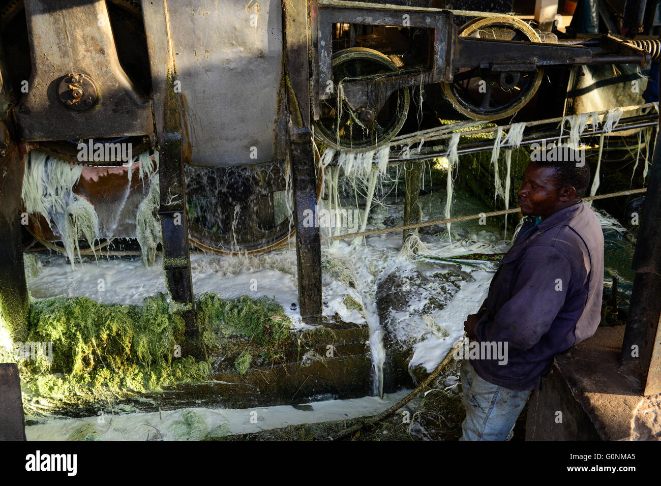 TANZANIA Tanga, Sisal farming and industry, Katani Ltd., Fibre is ...