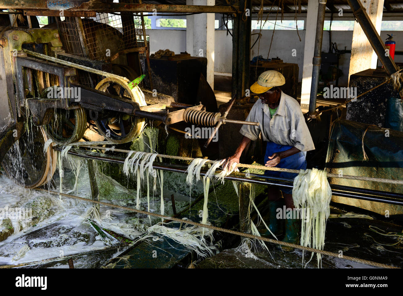 TANZANIA Tanga, Sisal farming and industry, Katani Ltd., Fibre is ...